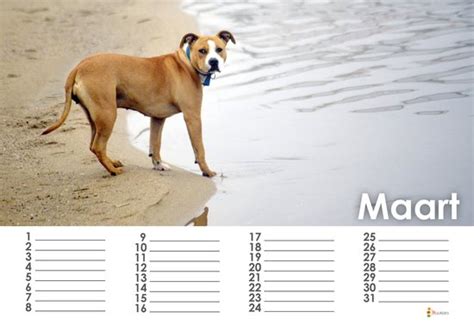 American Staffordshire Kalender XL 42 X 29 7 Cm Verjaardagskalender