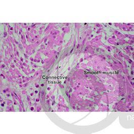Mammal Smooth Muscle Transverse Section 250X Smooth Muscle