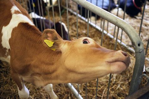 Do Guernsey Or Jersey Cows Produce Better Milk Delishably