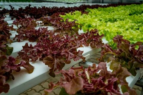 Tips For Successfully Growing Hydroponic Lettuce At Home Aker
