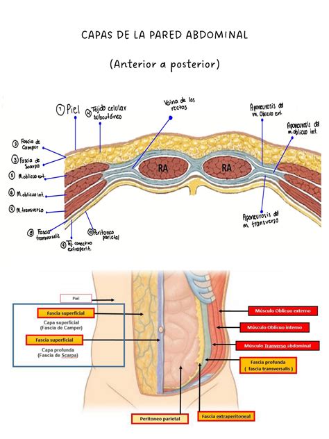 Capas De Tejido Abdominal