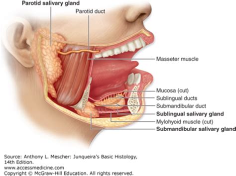 Nonneoplastic Salivary Gland Pathology Flashcards Quizlet