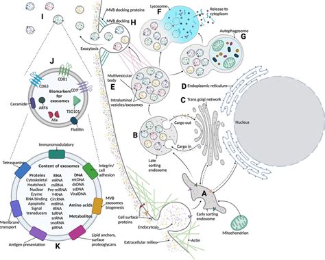 Exosome Biogenesis The Invagination Of The Cell Membrane Results In