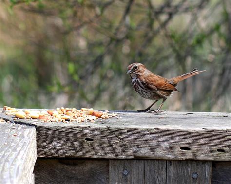 Sparv Fågel Natur Vilda Djur Och Gratis foto på Pixabay Pixabay