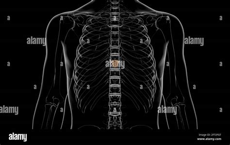 Human Skeleton Xiphoid Process Anatomy D Illustration Stock Photo Alamy