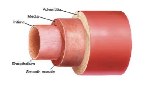 Pd Ii Exam Peripheral Vascular Disease Flashcards Quizlet