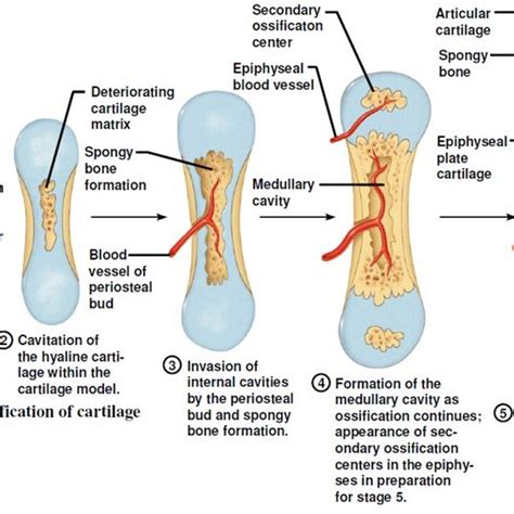 Steps Of Endochondral Ossification