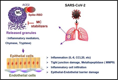 Sars Cov Triggered Mast Cell Rapid Degranulation Induces Alveolar