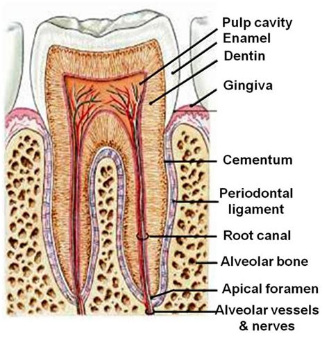 Periodontium Paradentium Parodontium Tooth Supporting Structures