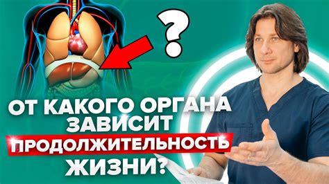 Как поджелудочная железа может влиять на продолжительность жизни Что