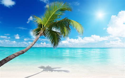 Palm Tree Beach Wallpapers Top Free Palm Tree Beach Backgrounds