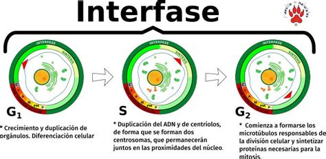 Resultado De Imagen Para Interfase Celular Etapa G Centriolos Ciclo