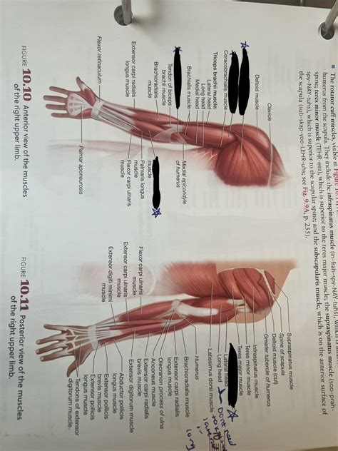 Arm Muscles Diagram Quizlet