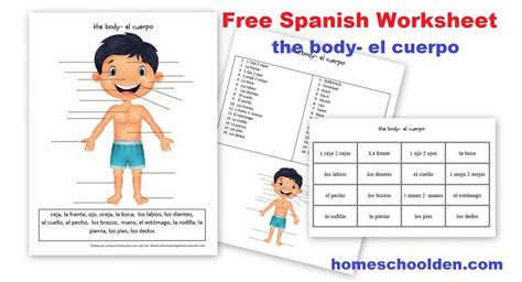 Crucigrama De Las Partes Del Cuerpo Worksheet Lesson Planet Images