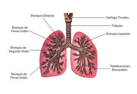 EL APARATO RESPIRATORIO Los Bronquiolos