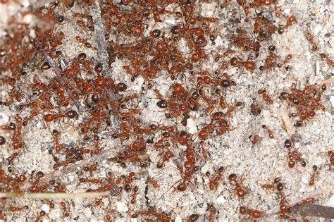 La fourmi de feu lune des pires espèces invasives a commencé à