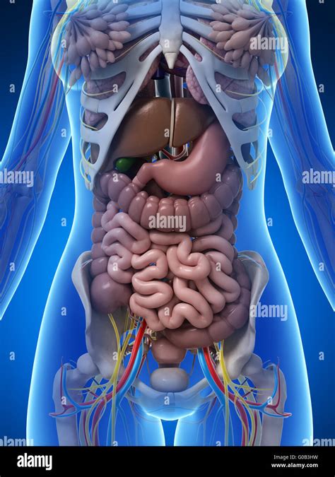 Organe Corps Humain Femme Le Corps Humain Anatomie De La Femme The