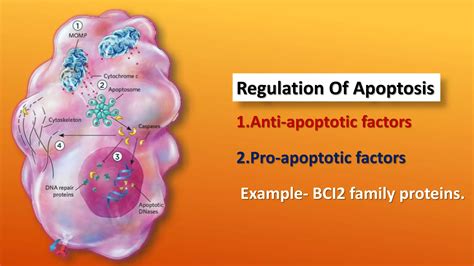 Apoptosis Intrinsic And Extrinsic Pathway With Assays PPT
