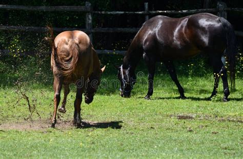 Grappige Paarden Spelen In De Modder Stock Afbeelding Image Of Daling