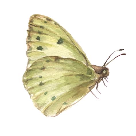Ilustración acuarela de una mariposa amarilla aislada sobre un fondo