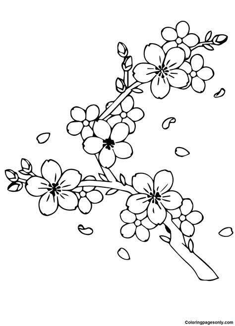 26 Cherry Blossom Coloring Pages ColoringPagesOnly