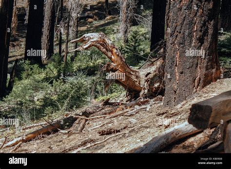 Toppled Giant Sequoia In The Grove At Mariposa Grove Of Big Trees