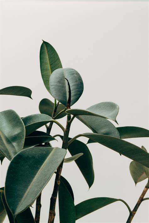 Free Images Tree Branch Fruit Leaf Flower Food Green Produce