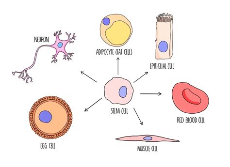 Cell Differentiation And Variation Edexcel A The Science Hive