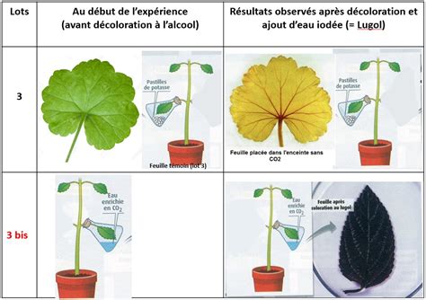 De la lumière solaire aux combustibles fossiles Site de cours de