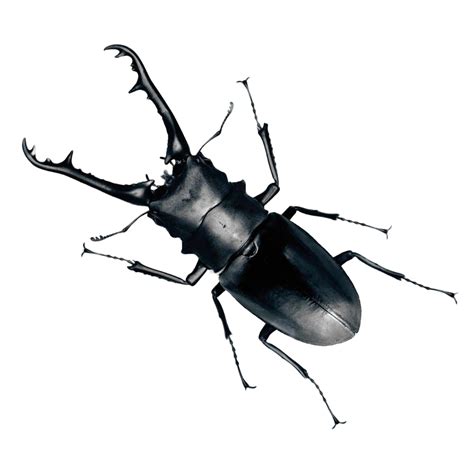Stag Beetle Beetle Bug Black Beetle Scale Insects Photo Clipart
