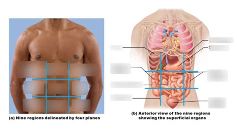 Chapter 1 Nine Abdominopelvic Regions Diagram Diagram Quizlet