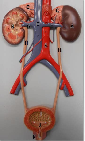 Male Urinary System Diagram Quizlet