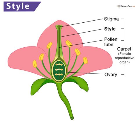 What Are The Female Parts Of A Flower And Their Functions Infoupdate Org