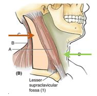 Lecture Anterior Neck Flashcards Quizlet