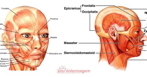 Músculos da Face Músculos do rosto Musculos da face Músculos