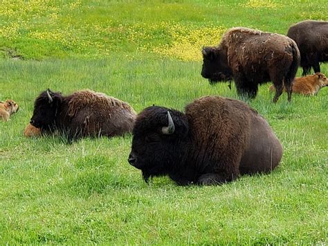 Gulsten Bison Wyoming Vilda Djur Gratis foto på Pixabay Pixabay