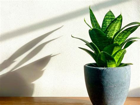 Sansevieria Significado Beneficios Y Cuidados Principales