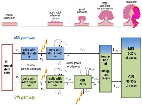 conceptual model for colon cancer carcinogenesis from normal epithelium download scientific