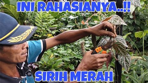 Cara Perbanyak Tanaman Sirih Merah Youtube