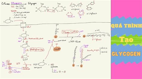 Bài 10 quá trình tạo glycogen glycogenesis YouTube