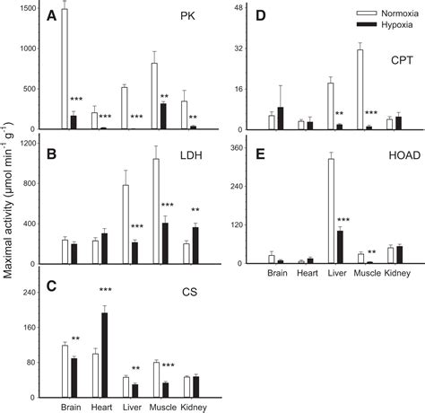 Naked Mole Rats Suppress Energy Metabolism And Modulate Membrane