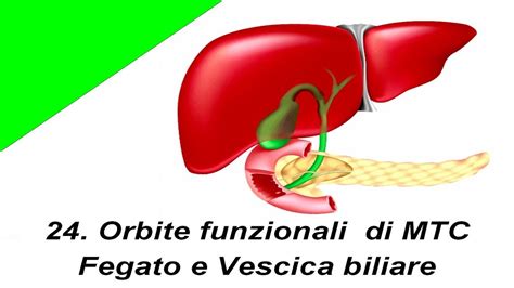 24 Fegato E Vescica Biliare Orbite Funzionali In Agopuntura Corso