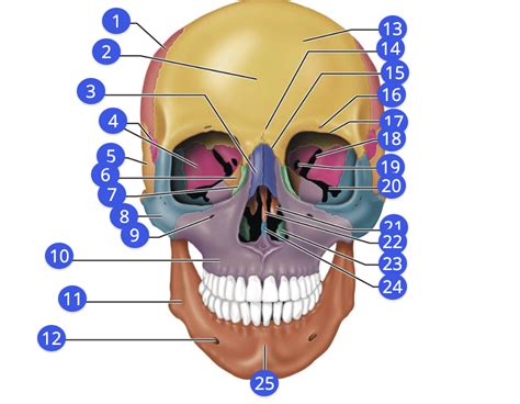 Skull Labeling Anterior View Diagram Quizlet