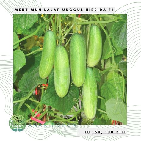 Jual Benih Bibit Biji Mentimun Lalap F1 Tidak Pahit Timun Baby Acar