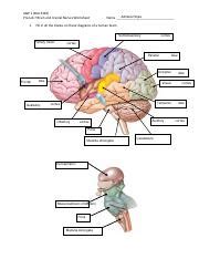 Pre Lab Brain And Cranial Nerves Fall Pdf A P Biol Pre