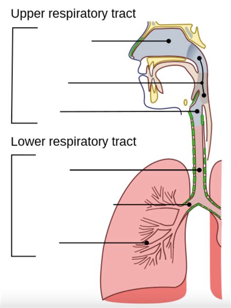 Week Visceral Thorax Diagram Quizlet