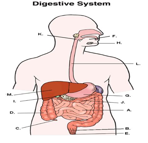Digestive System Matching Unit Diagram Quizlet