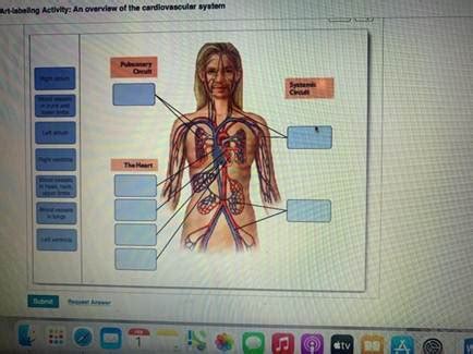 Solved Art Labeling Activity An Overview Of The Cardiovascular