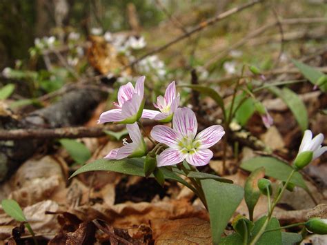 Claytonia Caroliniana Alchetron The Free Social Encyclopedia