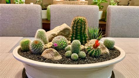 Potted Cactus